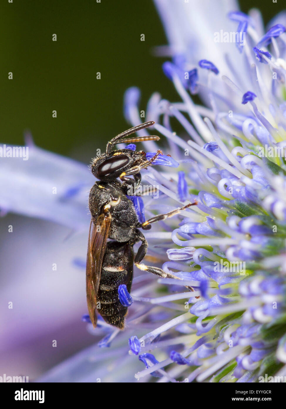 yellow-faced bee (Hylaeus hyalinatus), female foraging on eryngo ...