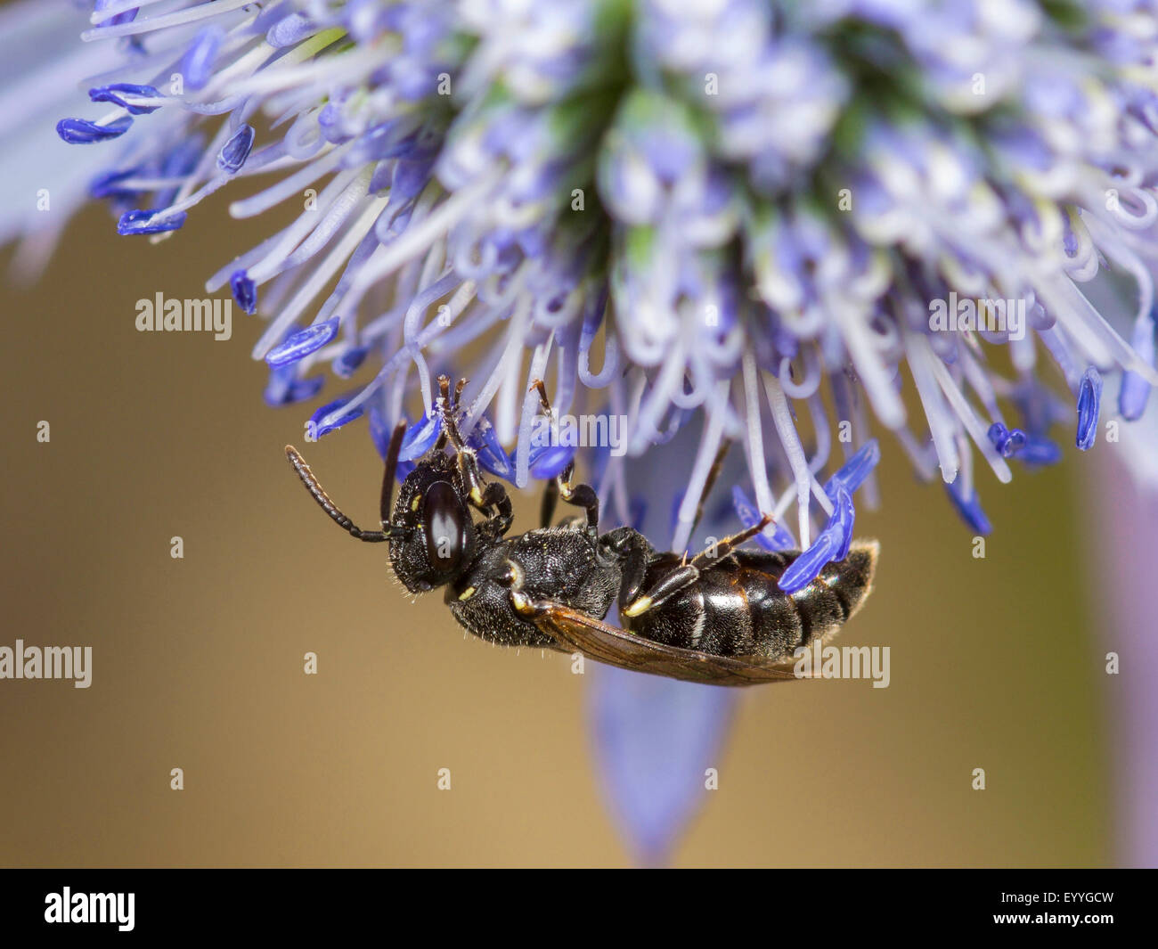 yellow-faced bee (Hylaeus hyalinatus), female foraging on eryngo ...