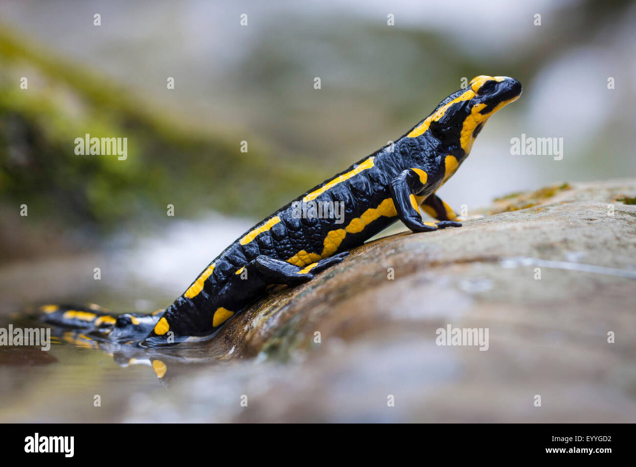 European fire salamander (Salamandra salamandra), two European fire ...