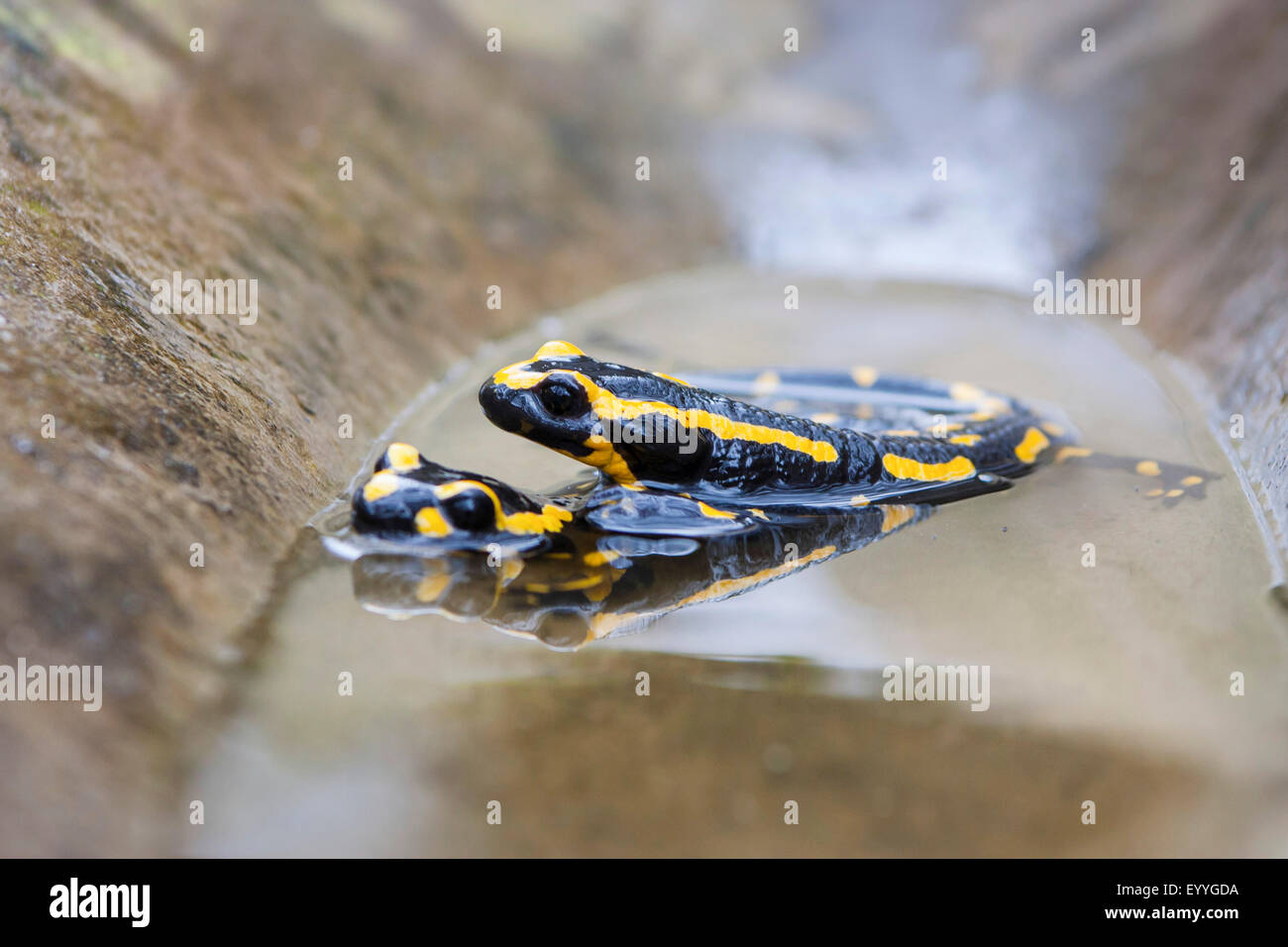 Brook salamanders hi-res stock photography and images - Alamy