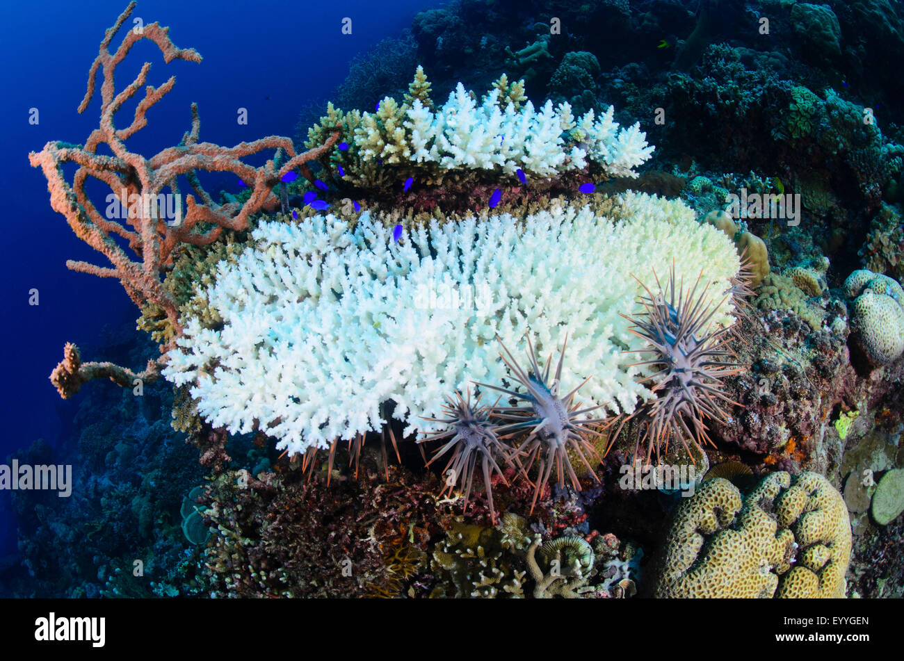 A coral killing Crown of Thorns starfish, Acanthaster planci, attacks ...