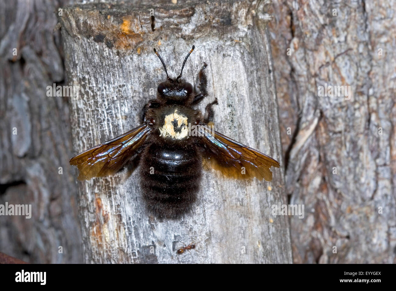 Violet carpenter bee (Xylocopa violacea), at its nest, Germany Stock ...