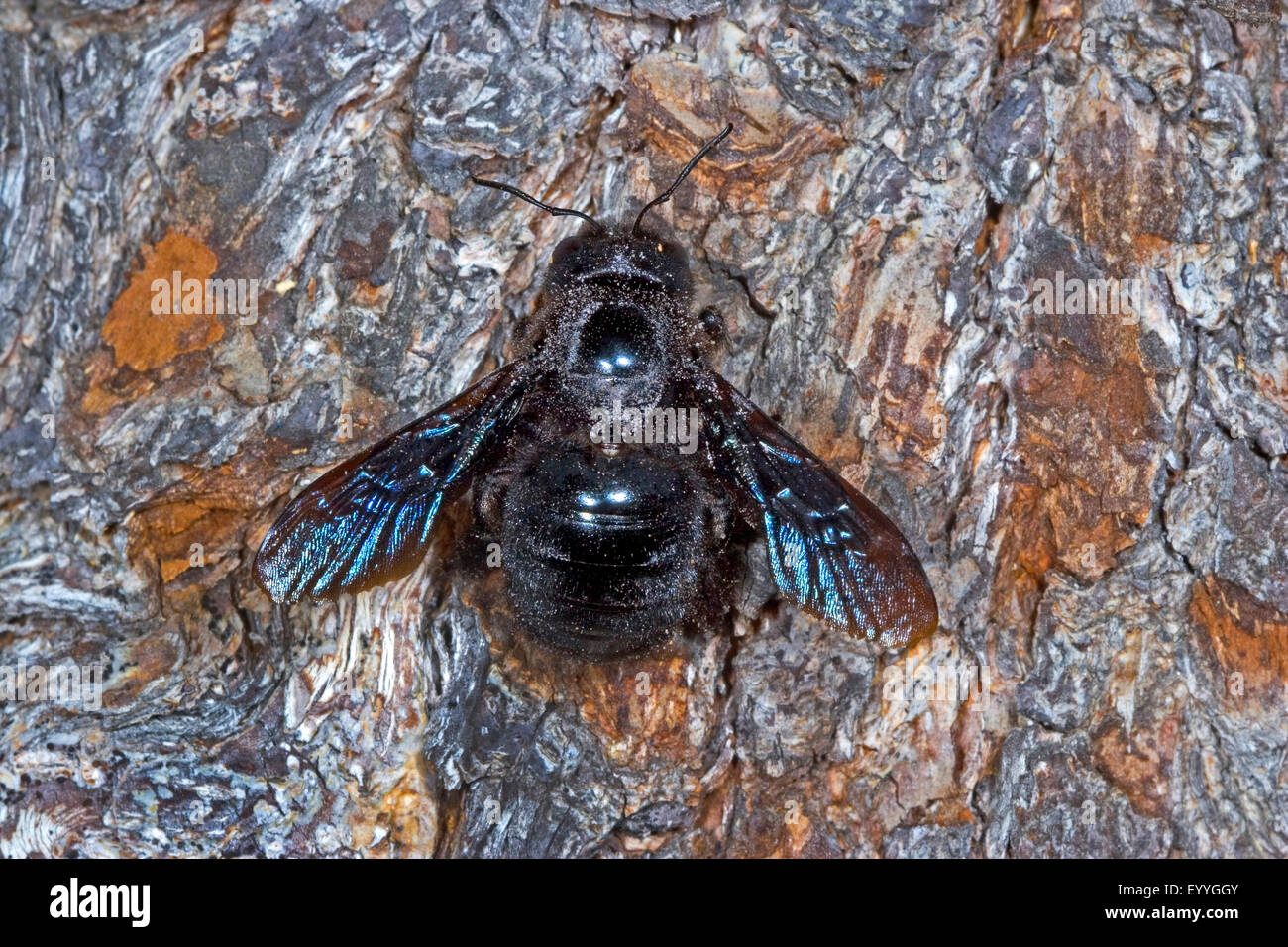 Insects on wild plants hi-res stock photography and images - Alamy