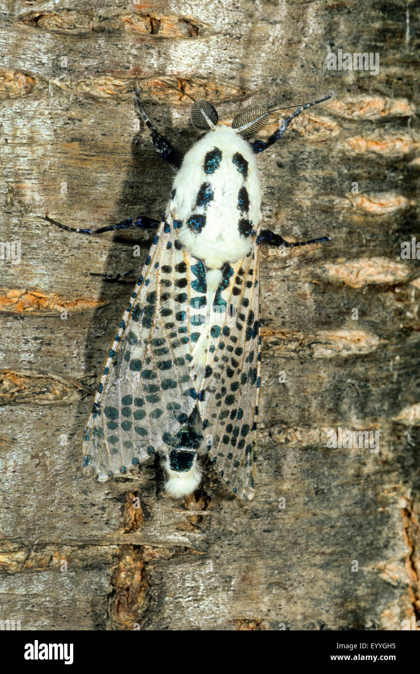 Leopard moth hi-res stock photography and images - Alamy