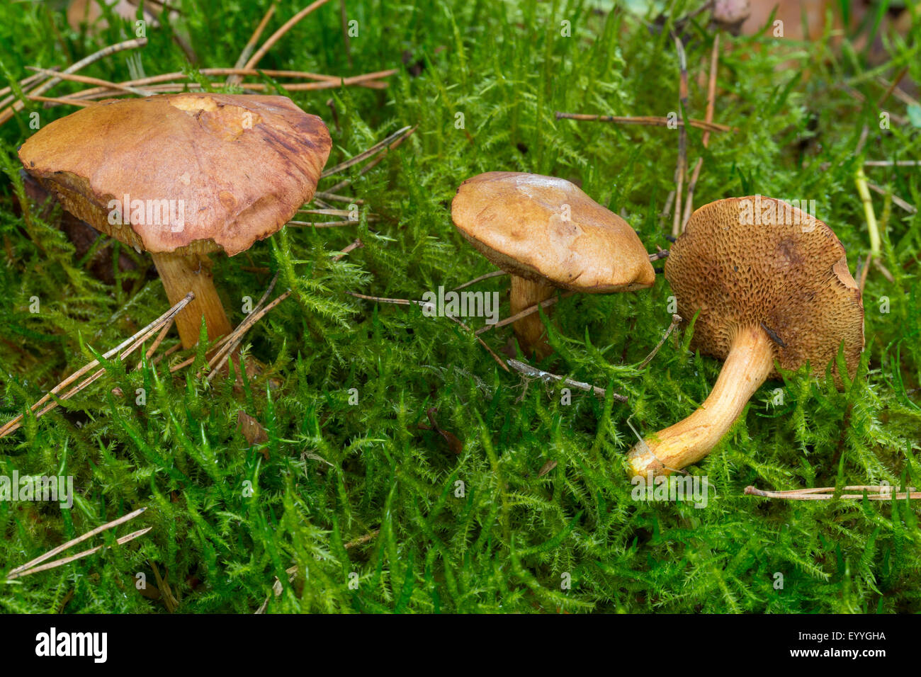peppery bolete (Chalciporus piperatus, Boletus piperatus), in moss ...