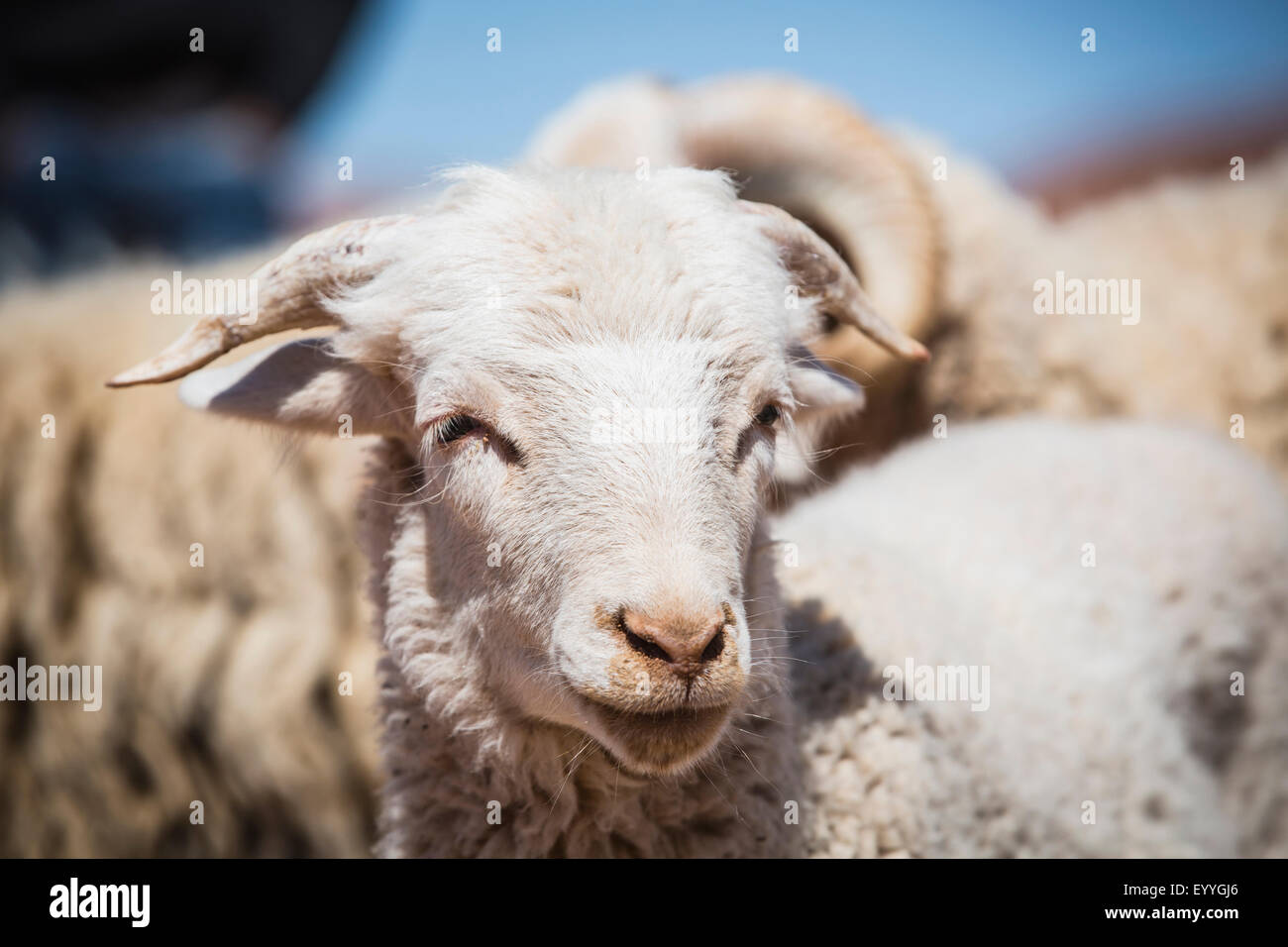 Close up of face of sheep Stock Photo - Alamy