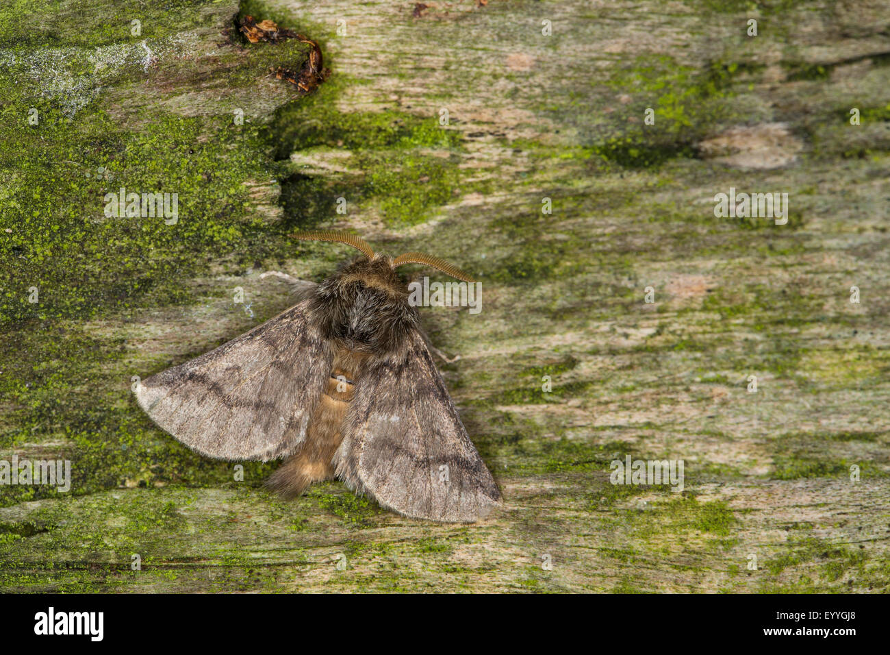 oak processionary moth (Thaumetopoea processionea), on mossy bark ...