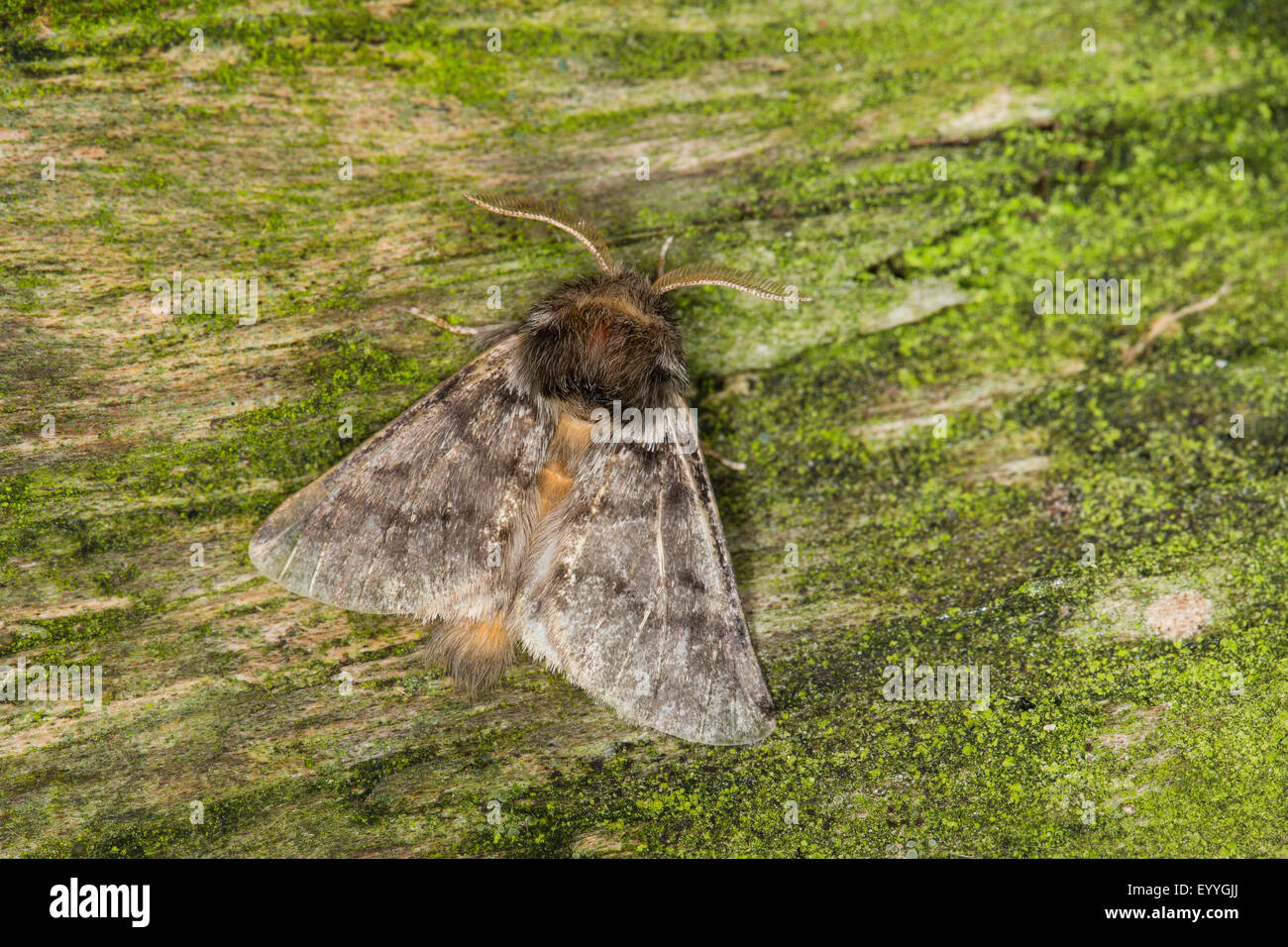 Oak processionary moth hi-res stock photography and images - Alamy