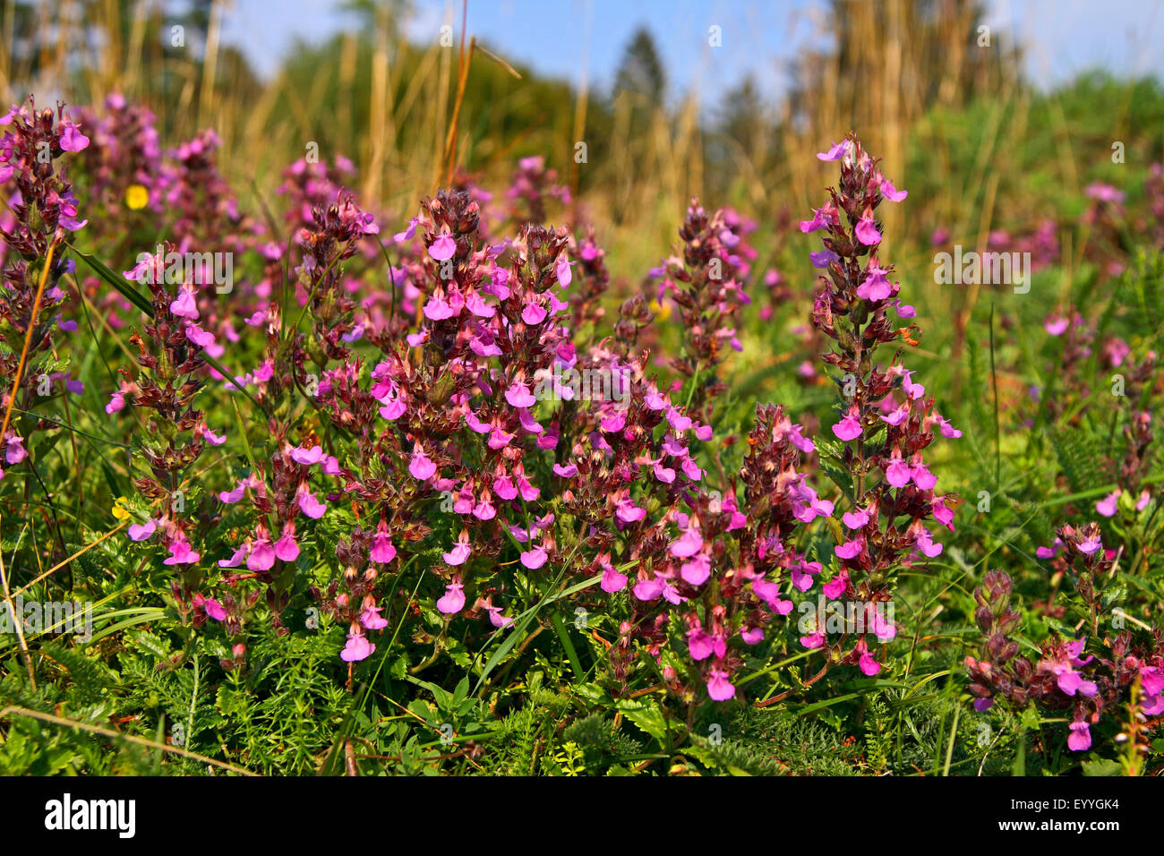 Wall germander (Teucrium chamaedrys), blooming, Germany Stock Photo - Alamy