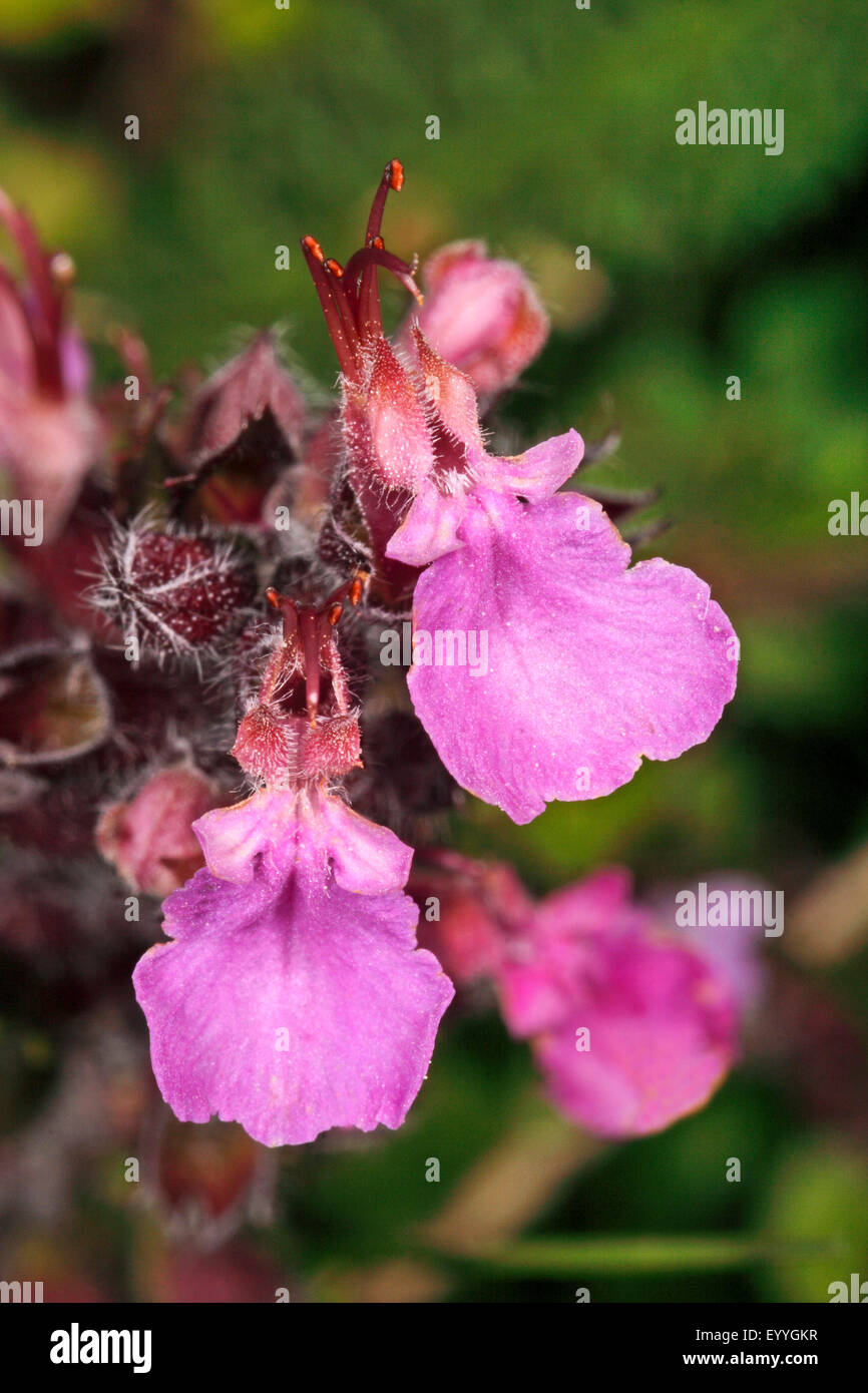 Close up of wall germander hi-res stock photography and images - Alamy