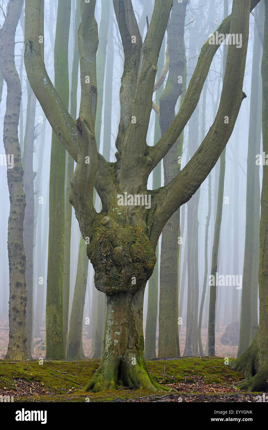 Odd shaped tree trunk hi-res stock photography and images - Alamy