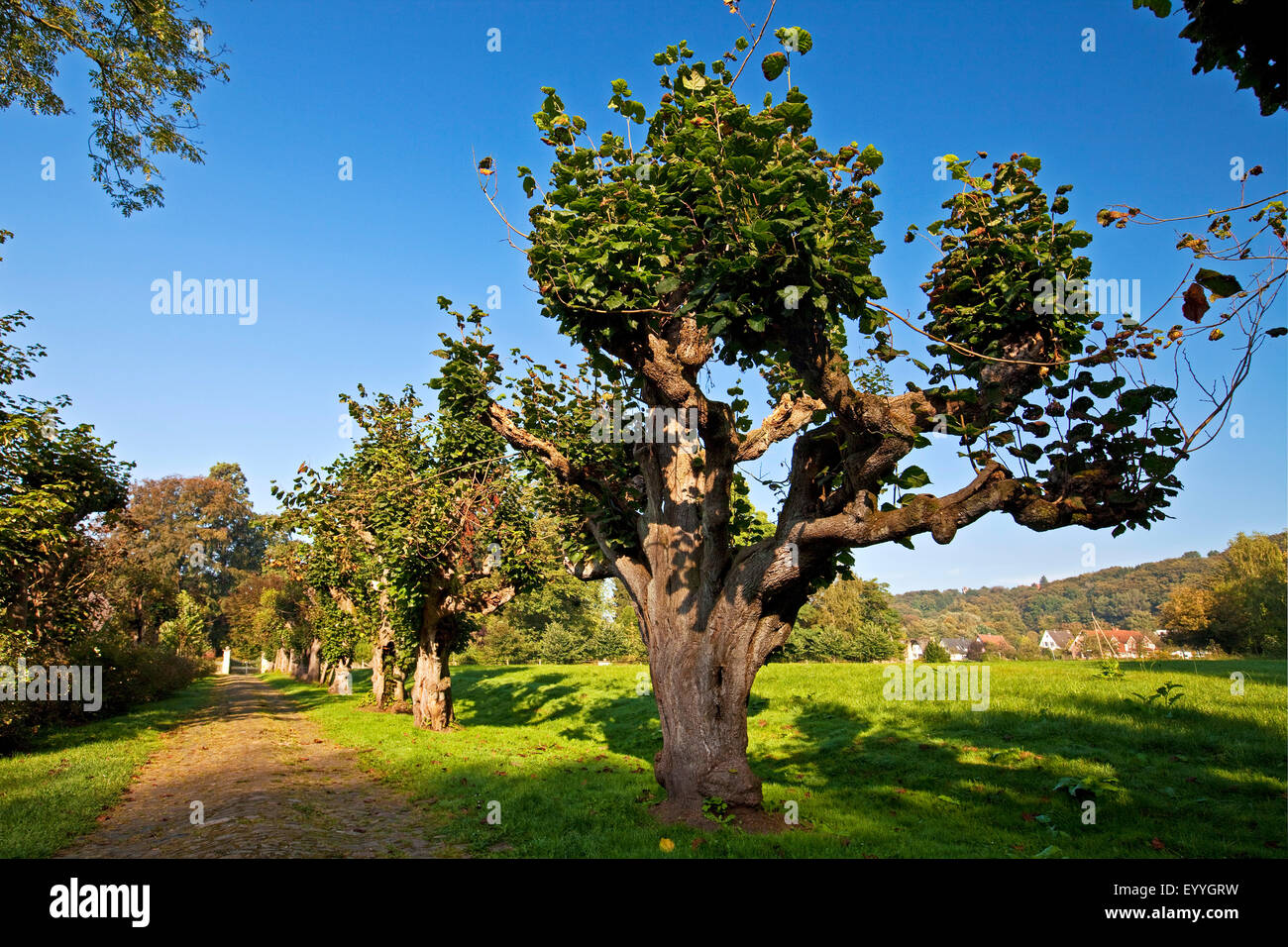 large-leaved lime, lime tree (Tilia platyphyllos), lime tree alley at ...