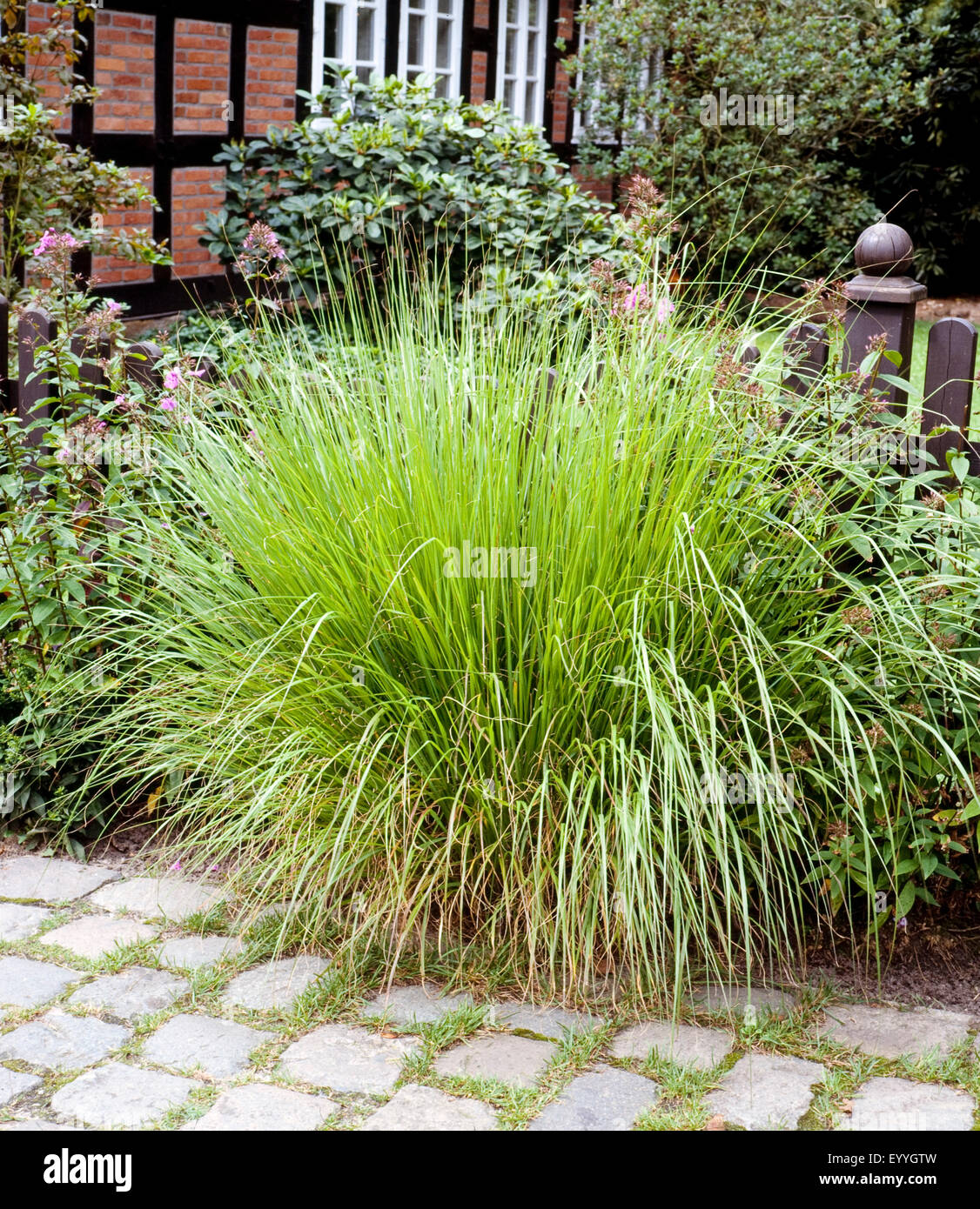 Pennisetum compressum hi-res stock photography and images - Alamy