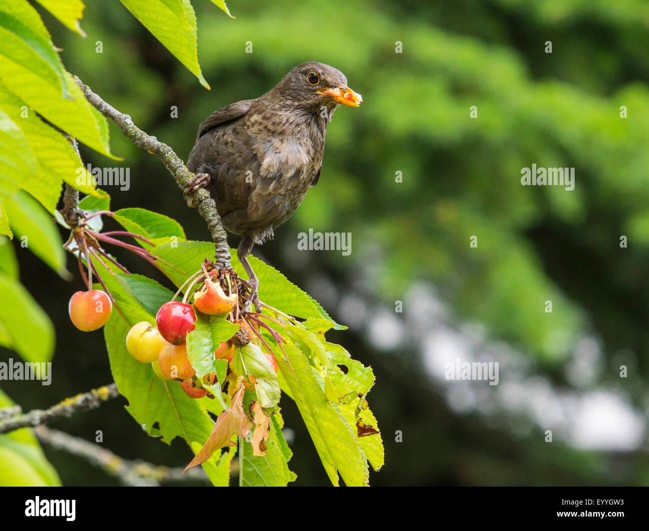 blackbird (Turdus merula), female eating cherries in a cherry tree ...