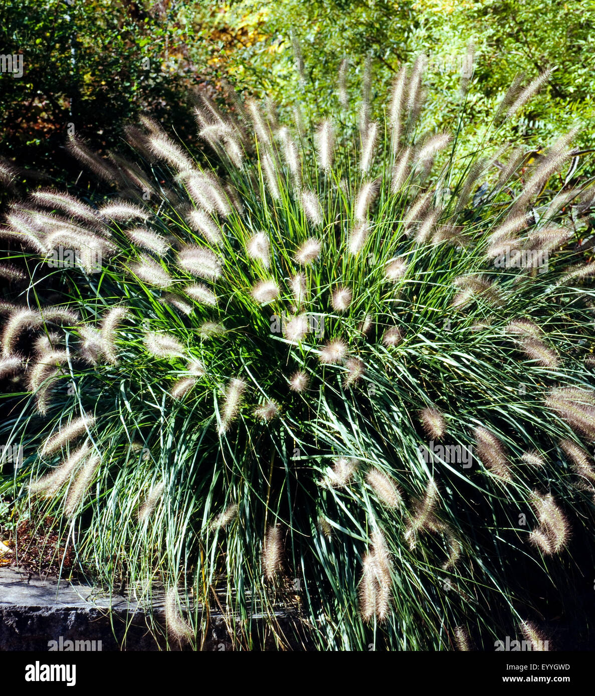 Lampenputzergras, Pennisetum compressum Stock Photo - Alamy