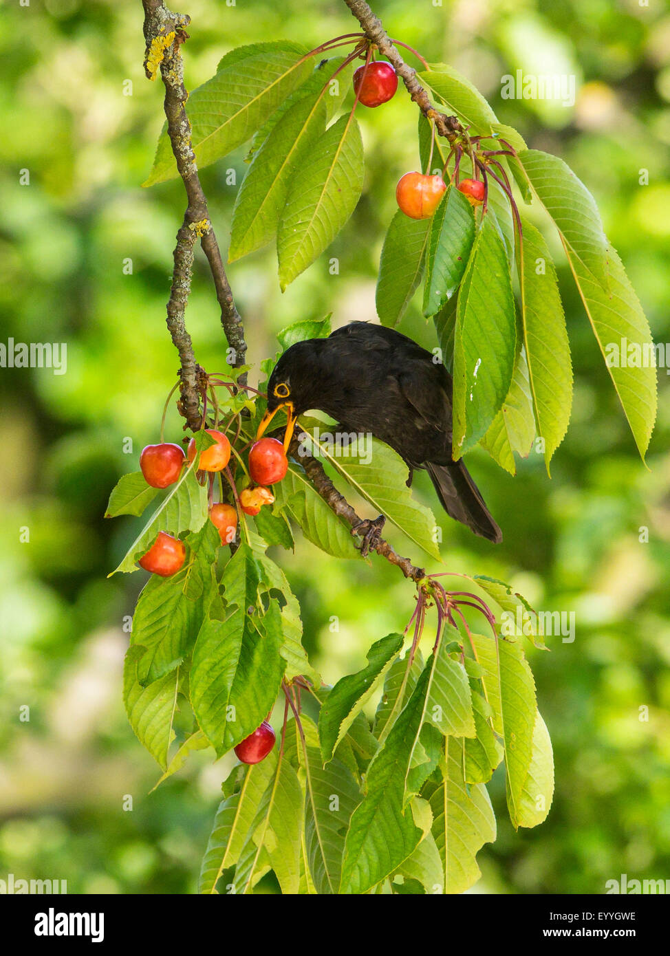 blackbird (Turdus merula), male eating cherries in a cherry tree ...