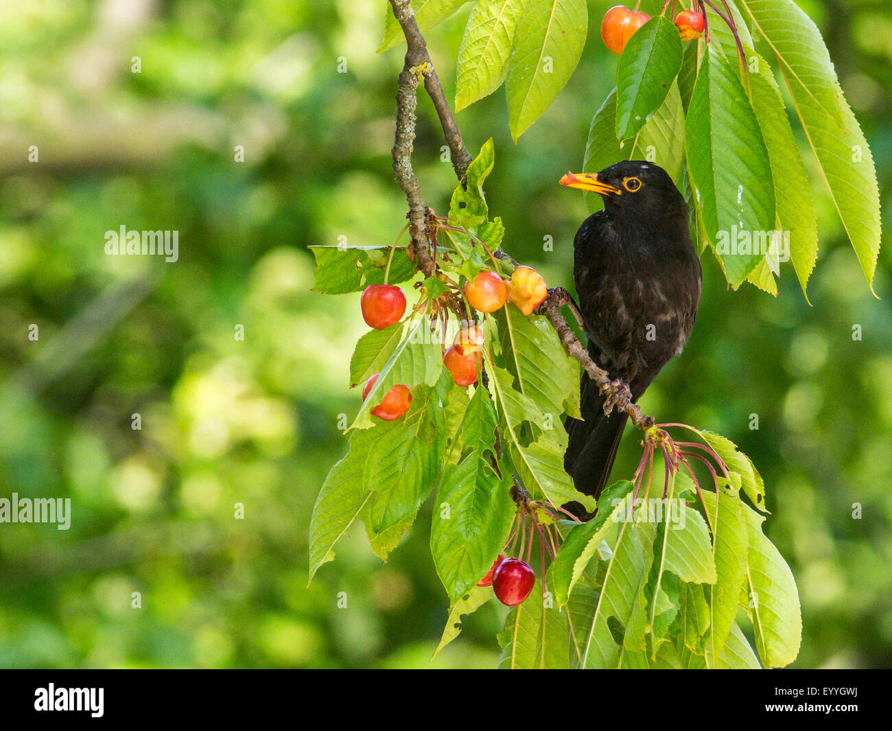 blackbird (Turdus merula), male eating cherries in a cherry tree ...
