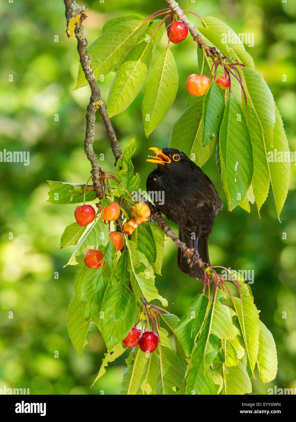 blackbird (Turdus merula), male eating cherries in a cherry tree ...