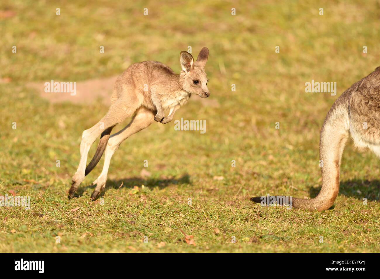 eastern gray kangaroo (Macropus giganteus), cub on a meadow Stock Photo ...