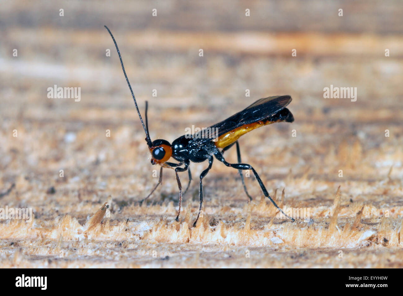 Asian Parasitic Wasp