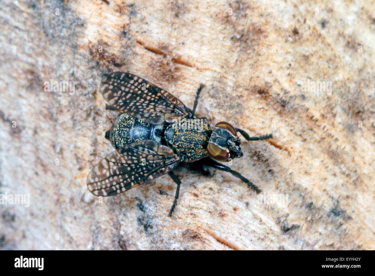 Signal fly (Platystoma seminationis), on bark, Germany Stock Photo - Alamy