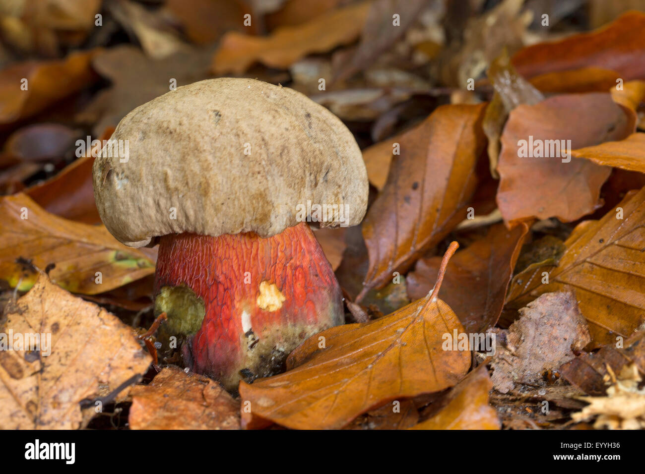 Scarlet stemmed bolete boletus calopus hi-res stock photography and ...