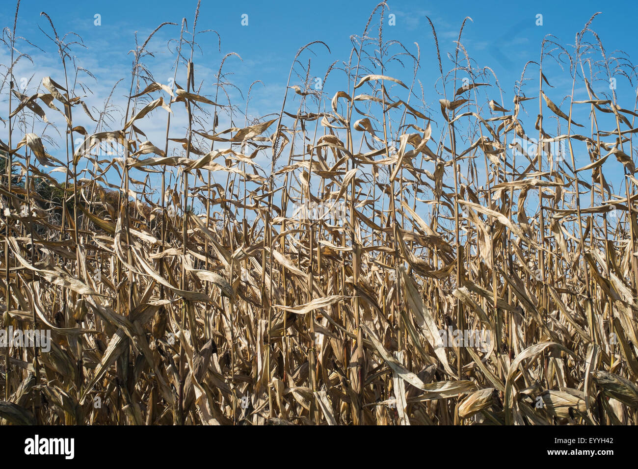 Corn field under blue sky hi-res stock photography and images - Alamy