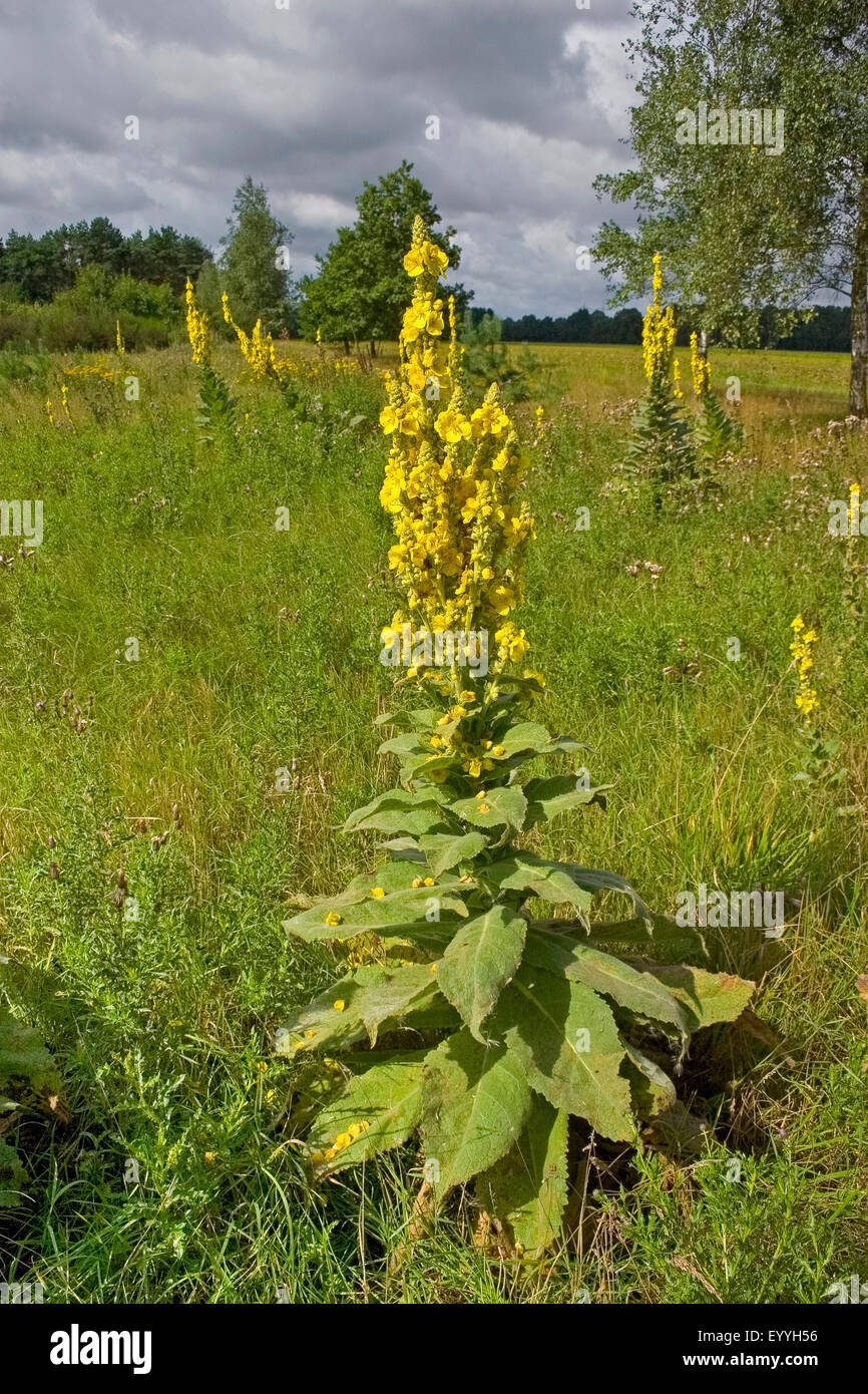 dense-flowered mullein, dense mullein (Verbascum densiflorum, Verbascum ...