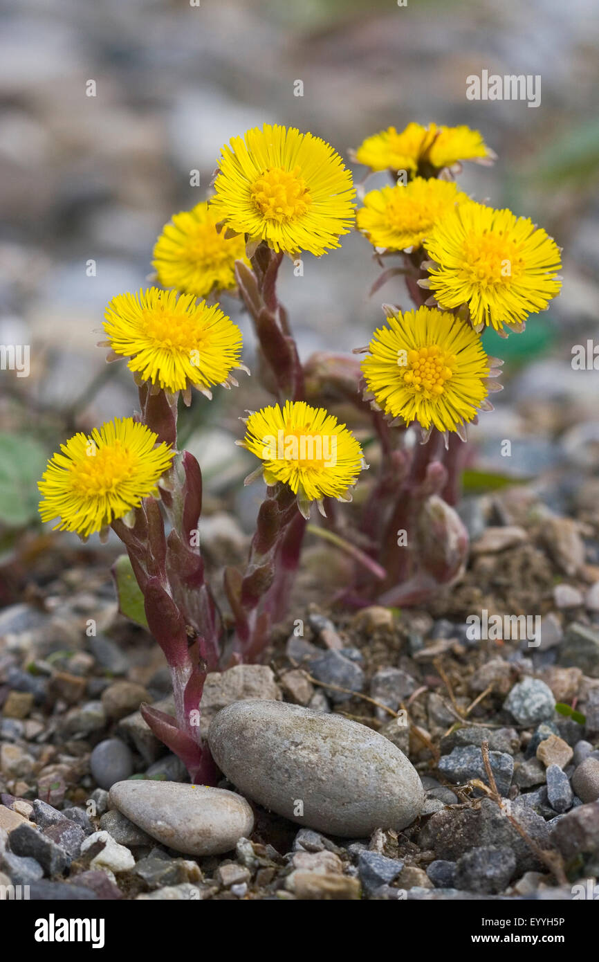 Coltsfoot medicine hi-res stock photography and images - Alamy