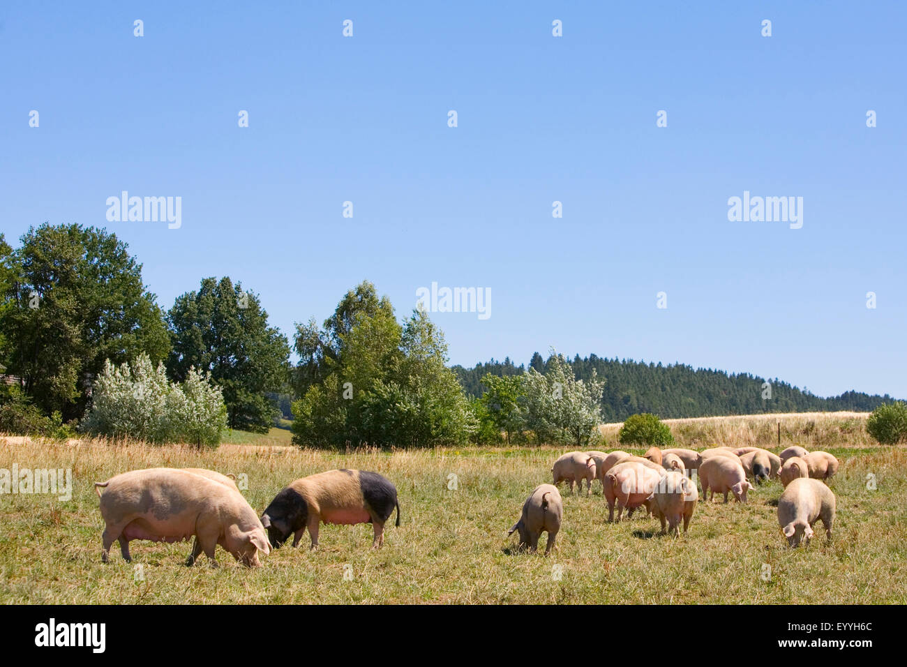domestic pig (Sus scrofa f. domestica), feeding pigs on a pasture ...