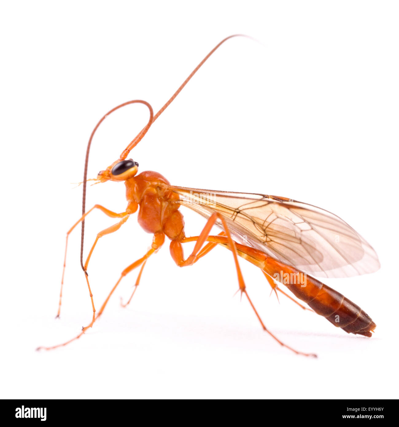 Ichneumon fly hi-res stock photography and images - Alamy