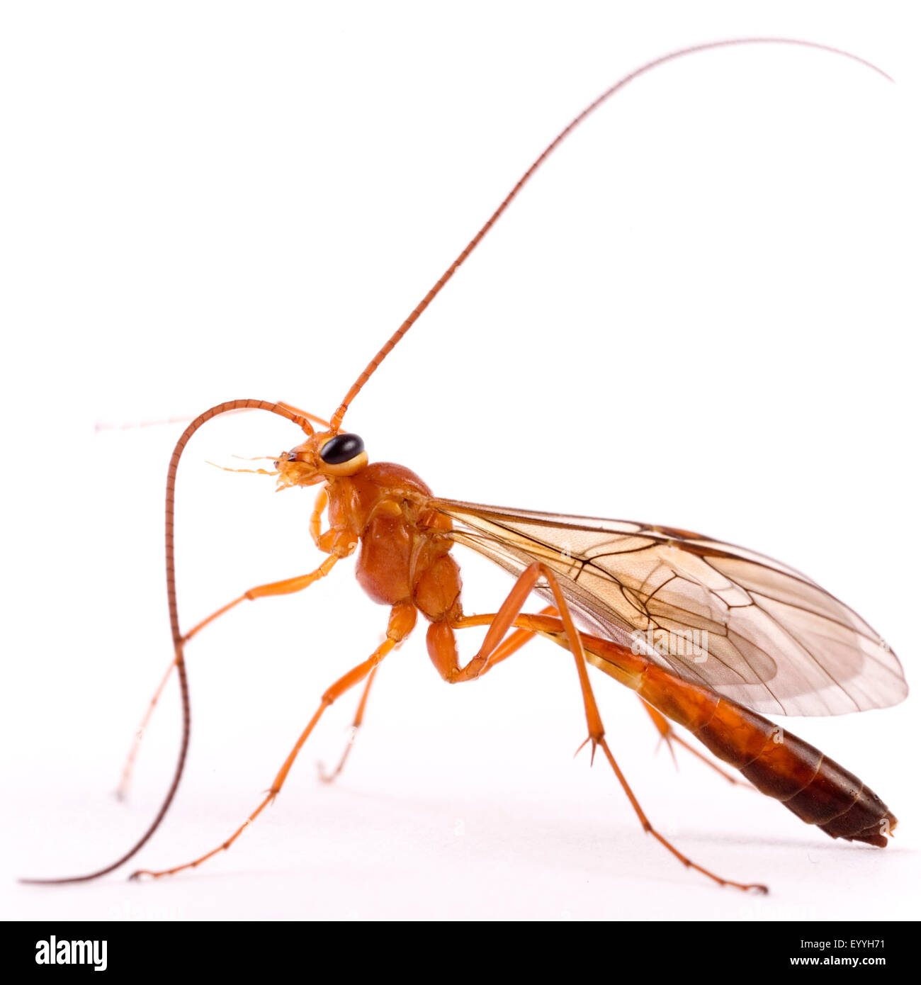 Ichneumon fly hi-res stock photography and images - Alamy