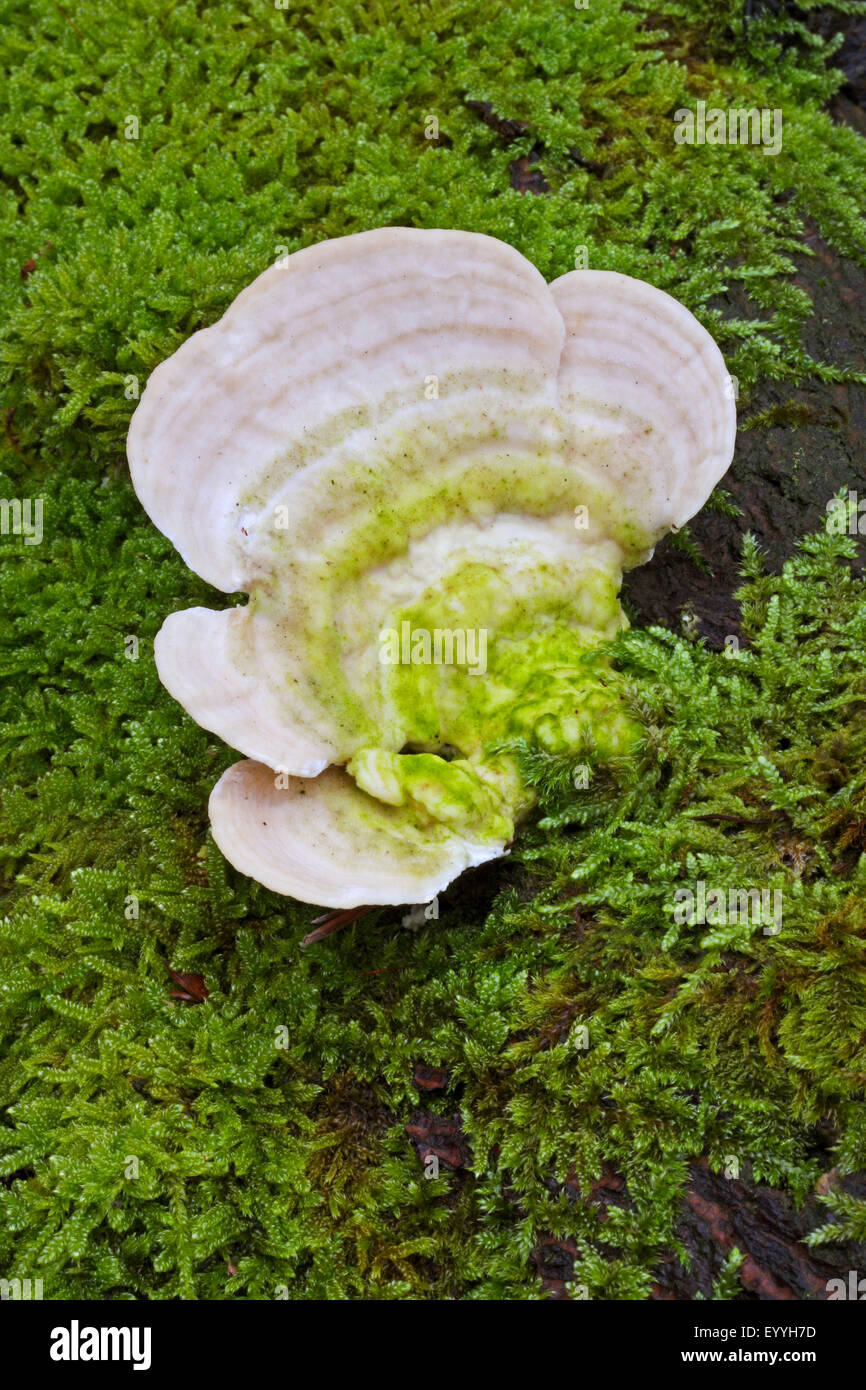 Lumpy hi-res stock photography and images - Alamy