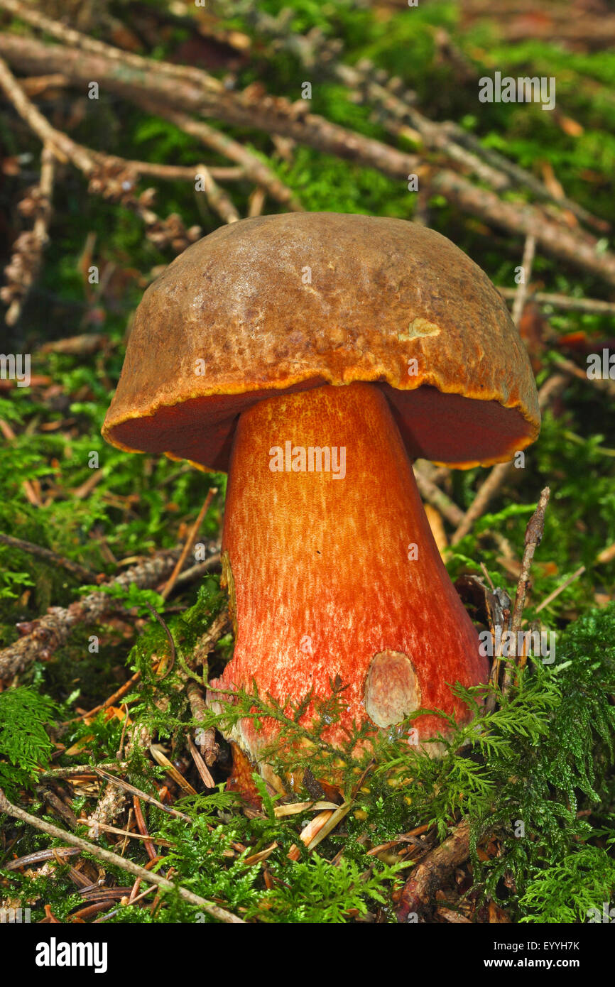 Dotted stem bolete, Dotted-stem bolete, Scarletina bolete (Boletus ...