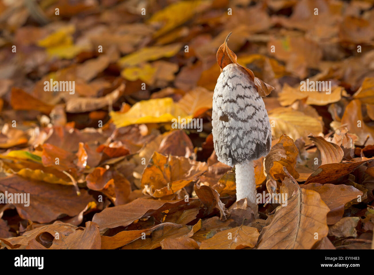 Magpie inkcap, Magpie Fungus (Coprinus picaceus), on the forestground ...