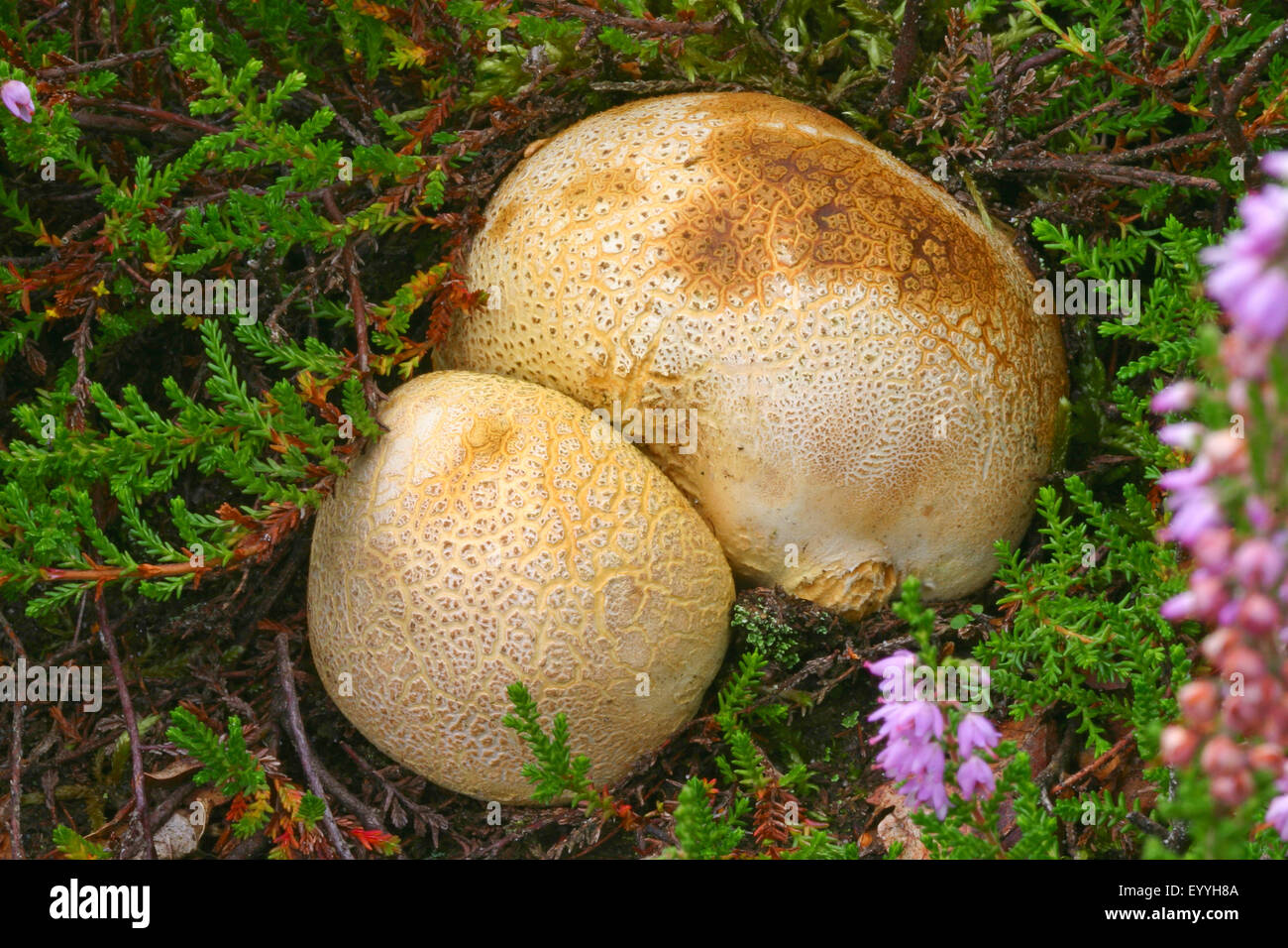 common earthball (Scleroderma citrinum), fruiting bodies on forest ...