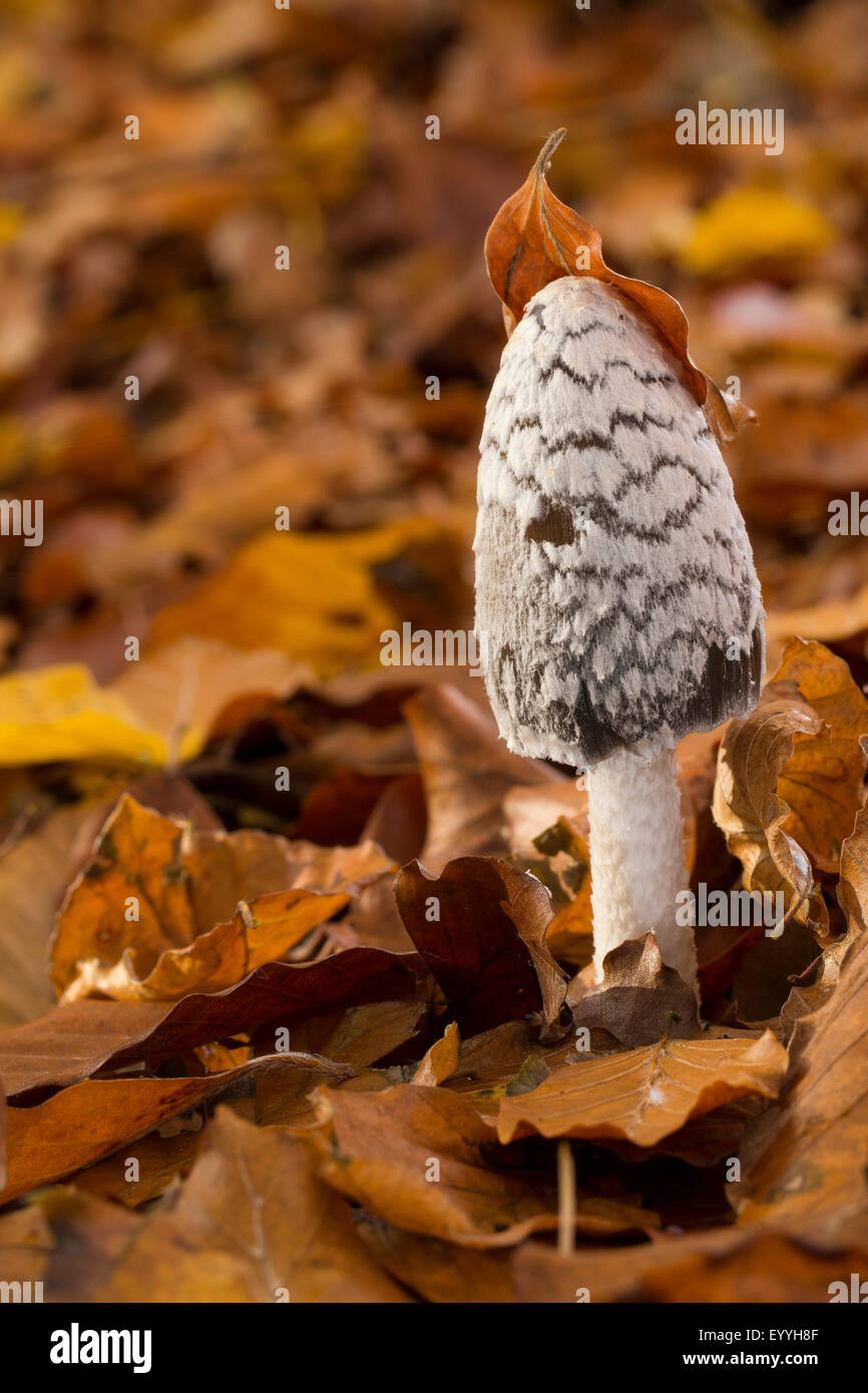 Magpie inkcap, Magpie Fungus (Coprinus picaceus), on the forestground ...
