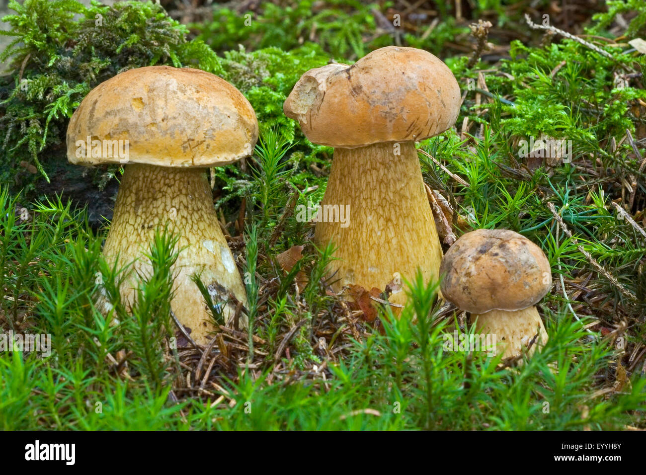 bitter bolete, bitter tylopilus (Tylopilus felleus), fruiting bodies on ...