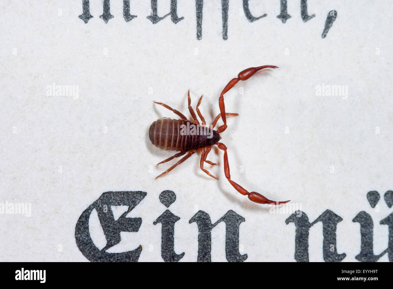 House pseudoscorpion, Book scorpion (Chelifer cancroides), on a paper ...