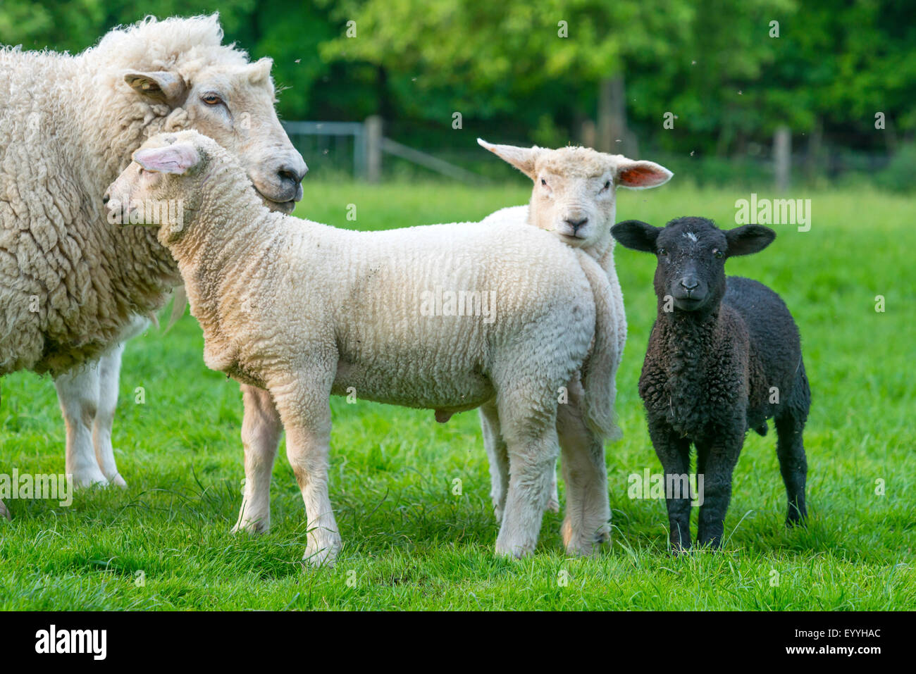 domestic sheep (Ovis ammon f. aries), domestic shepp standing with ...