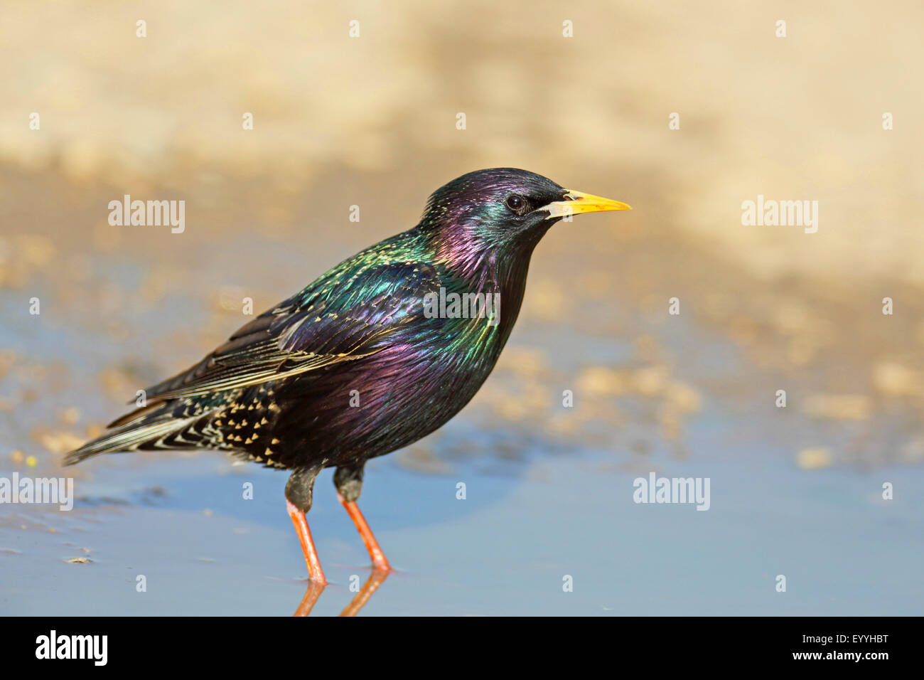 Starling colours hi-res stock photography and images - Alamy