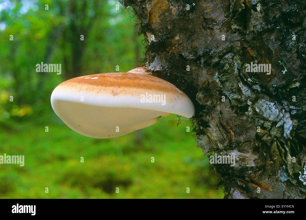 Fruiting bodies on a trunk hi-res stock photography and images - Alamy