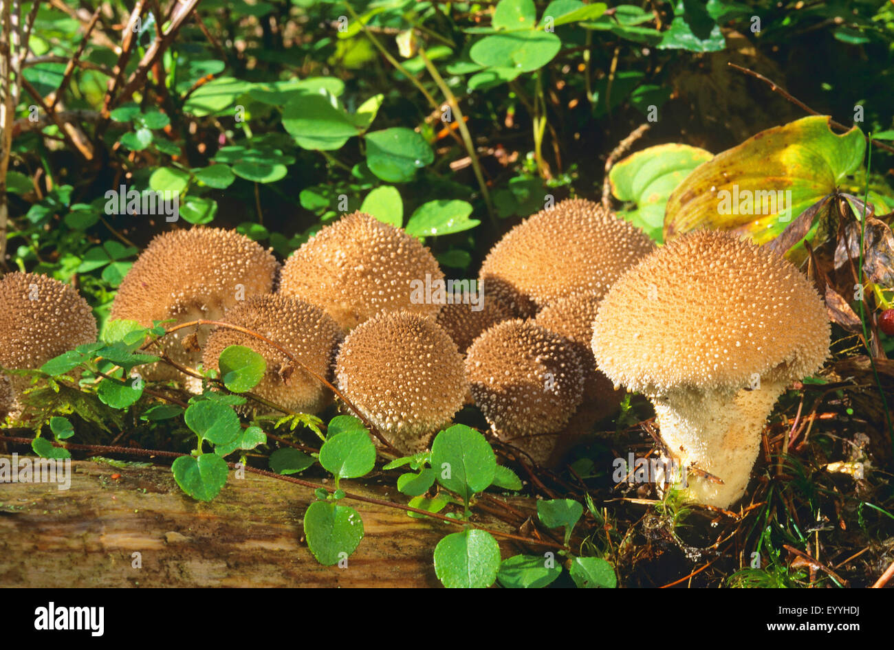 Devils Snuff Box High Resolution Stock Photography and Images - Alamy
