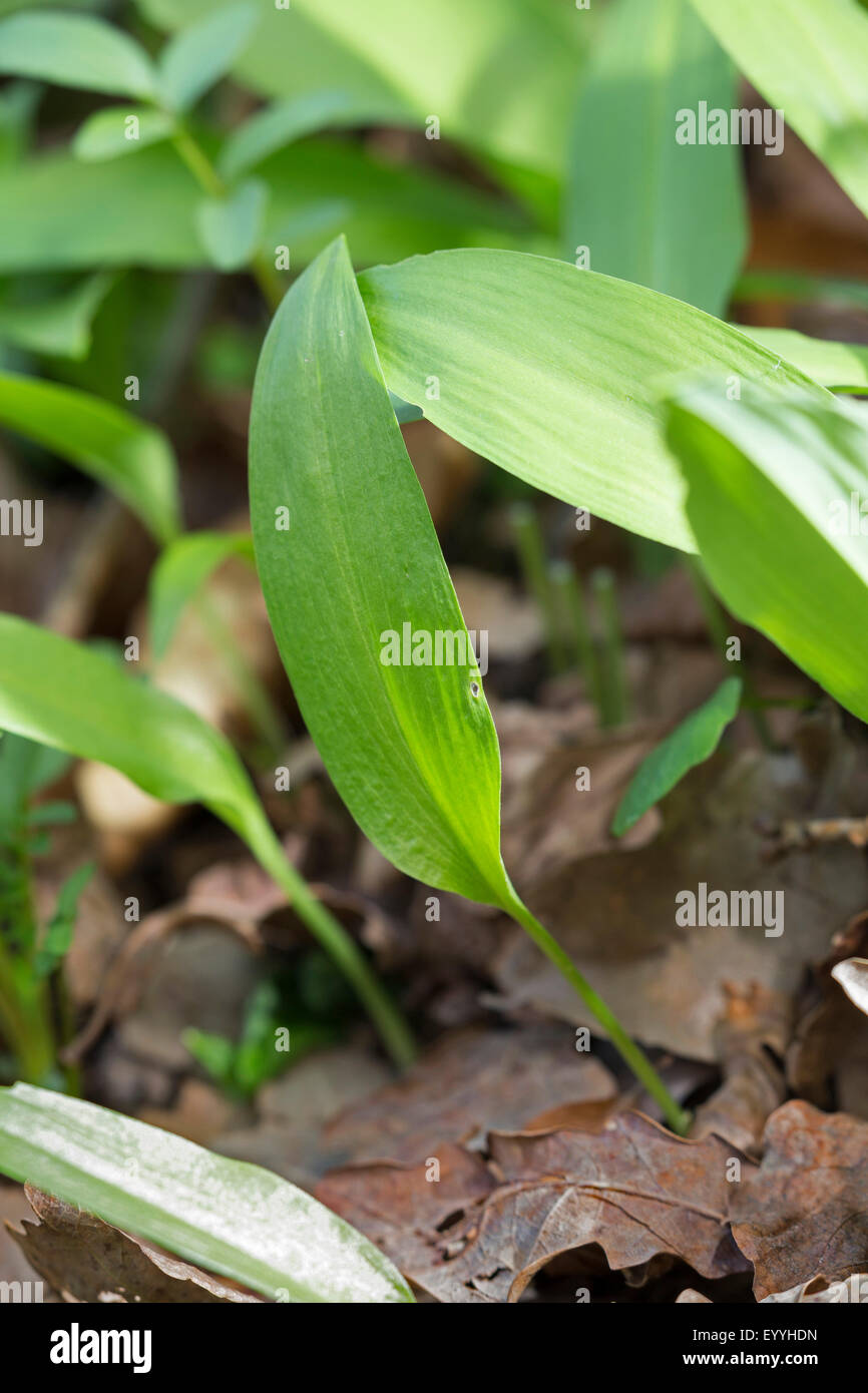 ramsons, buckrams, wild garlic, broad-leaved garlic, wood garlic, bear ...