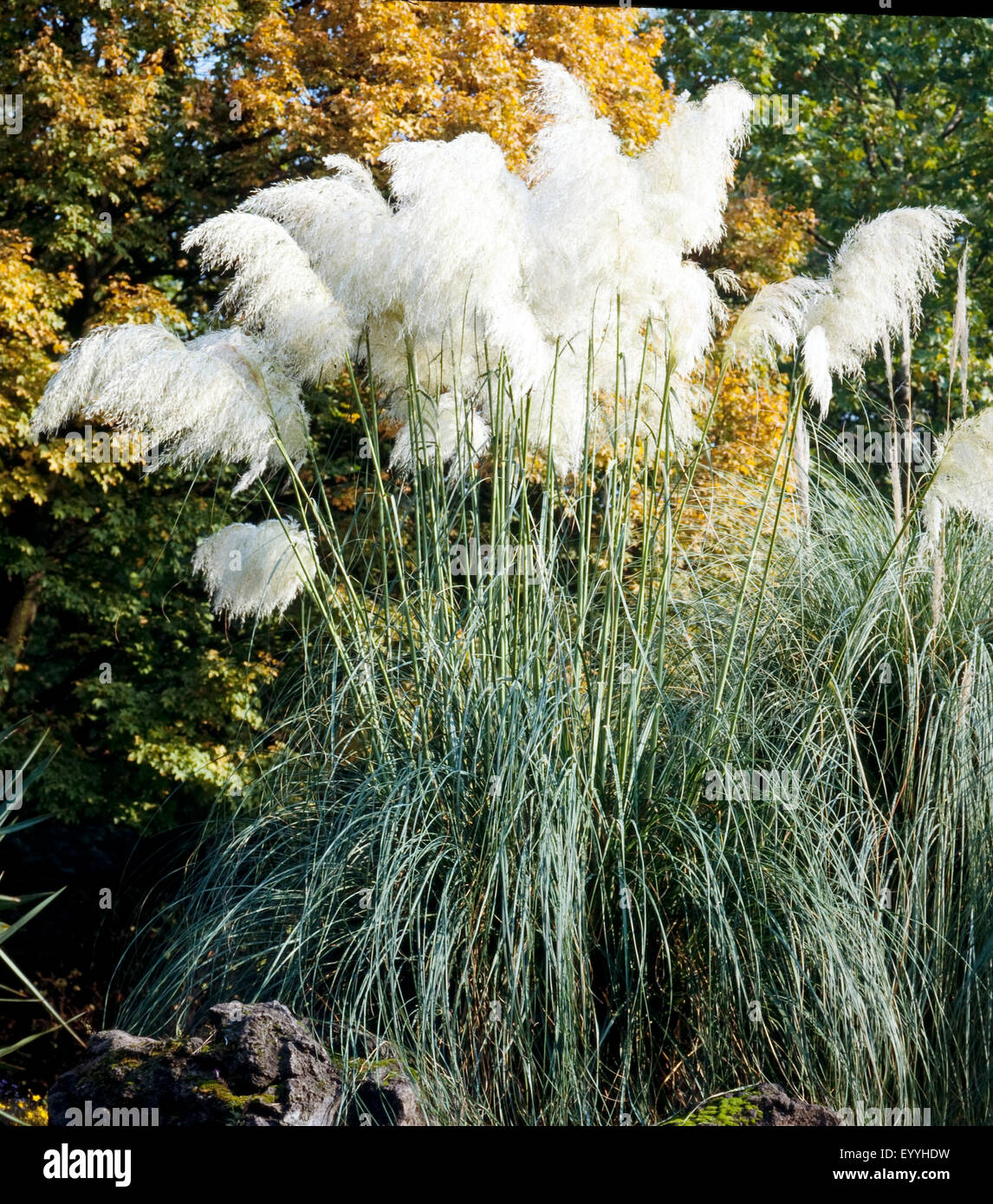 Pampa grasses hi-res stock photography and images - Alamy