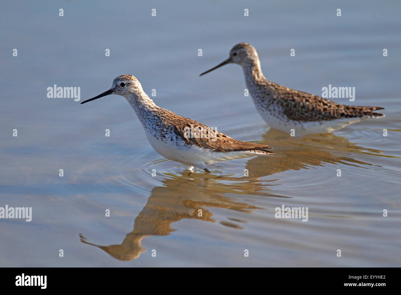 marsh sandpiper (Tringa stagnatilis), two birds wading in shallow water ...