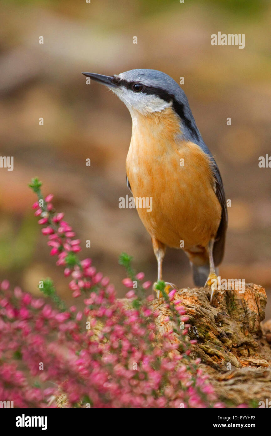 Eurasian nuthatch (Sitta europaea), in autumn, Germany, North Rhine ...