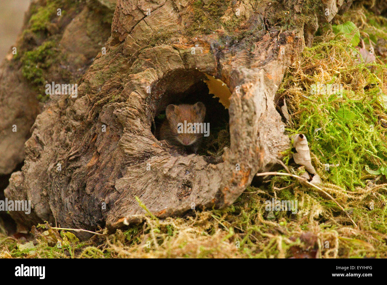 Red Tree Vole