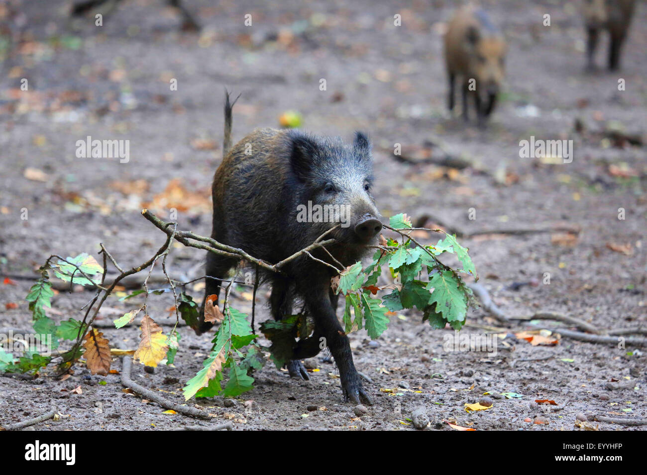 Oak branch wild boar pig hi-res stock photography and images - Alamy