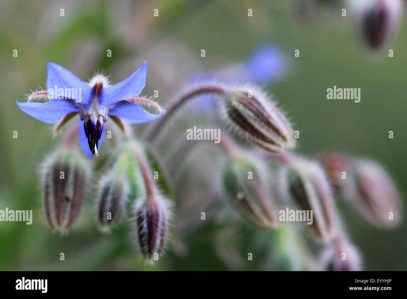 Common borages hi-res stock photography and images - Alamy
